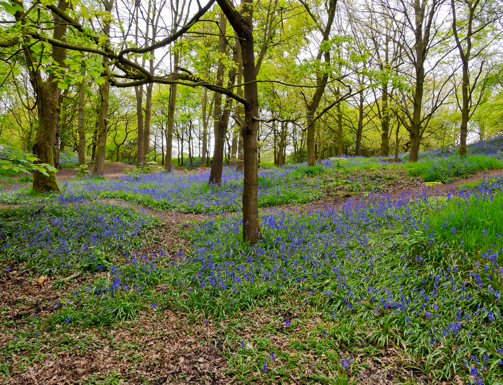 worden-park-leyland - Red Frog Studio Photography