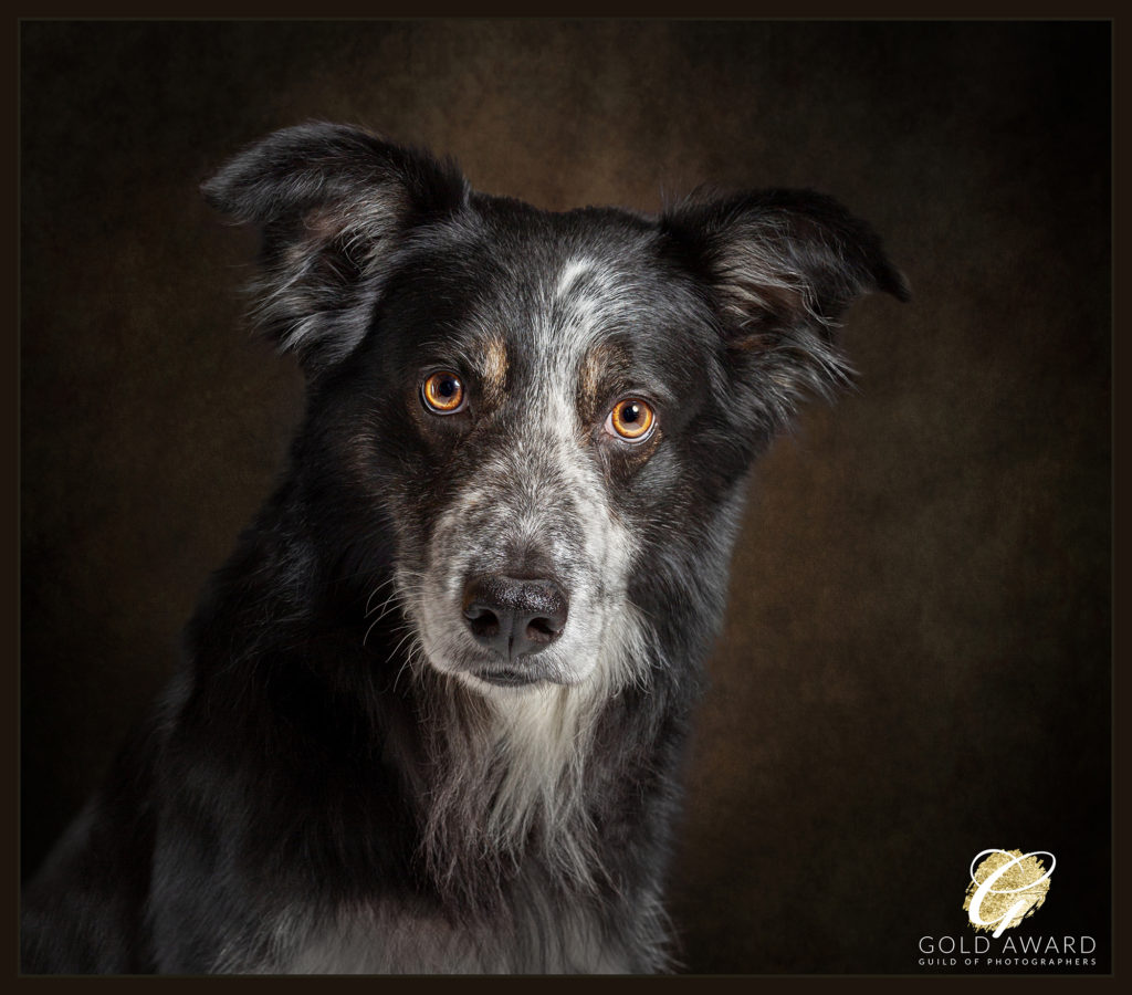 Gold Award Winning Image with the Guild of Photographers of a sheepdog ...