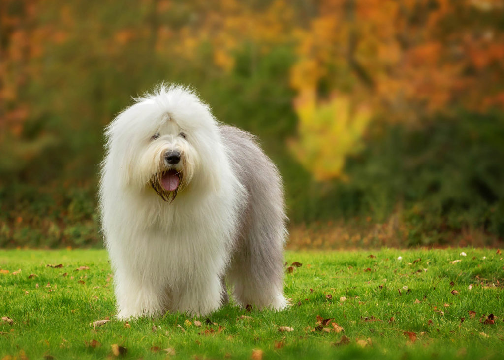 6-©-Outdoor-Pet-Portrait-of-an-Old-English-Sheepdog-in-autumn-leaves-of ...