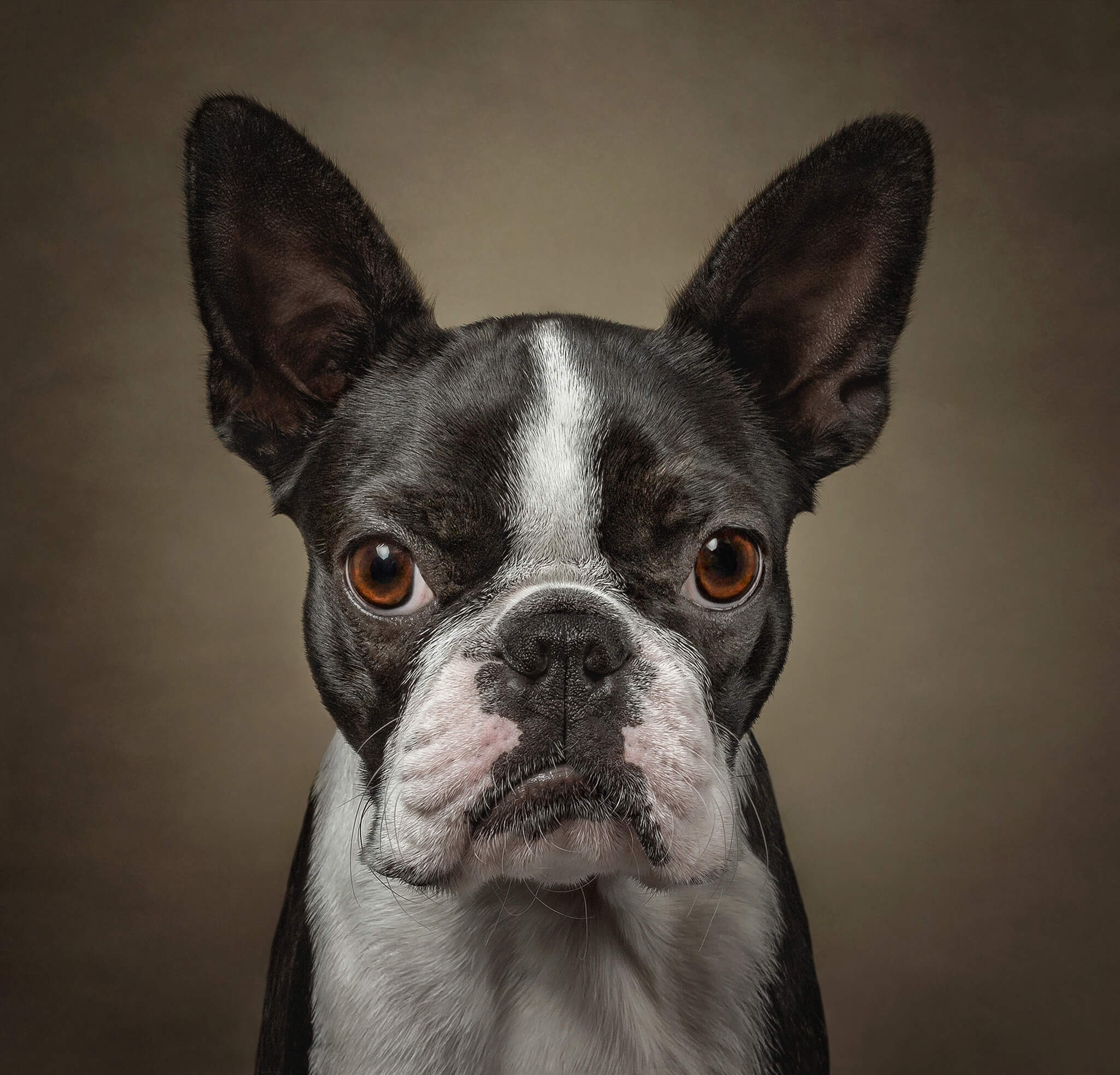 Karen-Riches-International-Pet-Photographer-of-the-Year-pet-portrait-of ...